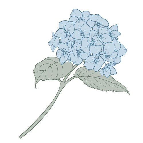 Hydrangea Outline Vector Images (over 2,500)