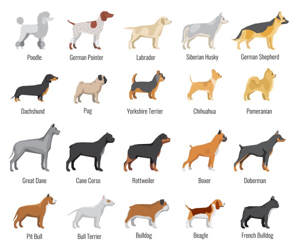 Dogs Country Origin English Dog Breeds Royalty Free Vector