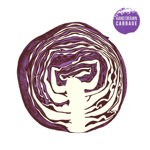 Half Cabbage Vector Images (over 620)