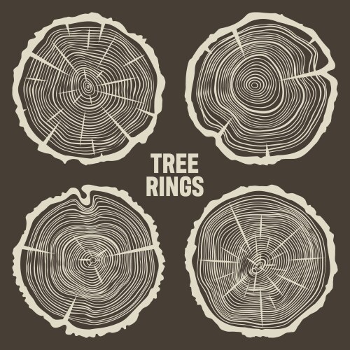 Round tree trunk cuts with cracks sawn pine Vector Image