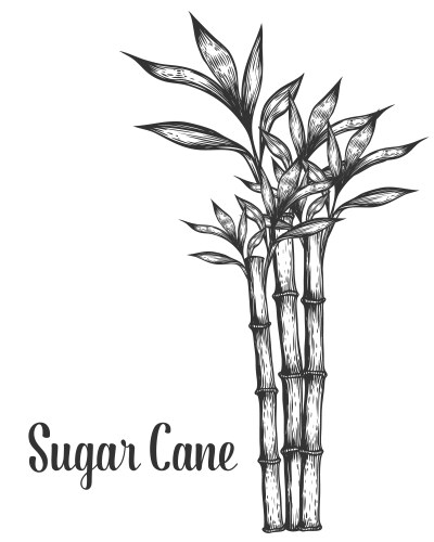 Sugar Cane Vector Images (over 17,000)
