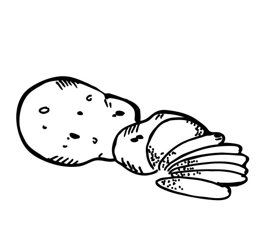 Potato hand drawn sketch icon Royalty Free Vector Image