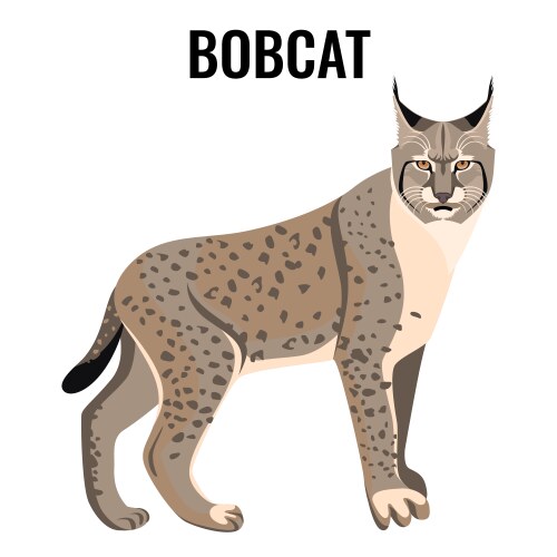 Bobcat Vector Images (over 2,200)