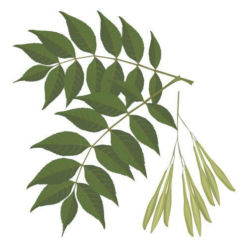 Ash Tree Vector Images (over 5,200)
