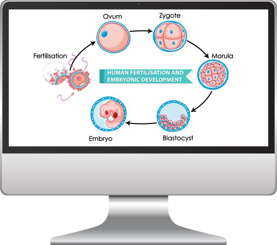 Showing stages in human embryonic development Vector Image