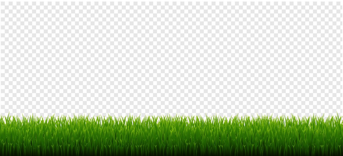 Grass border with isolated transparent background Vector Image