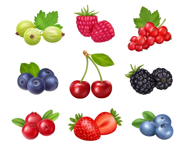 Berries and leaves set Royalty Free Vector Image