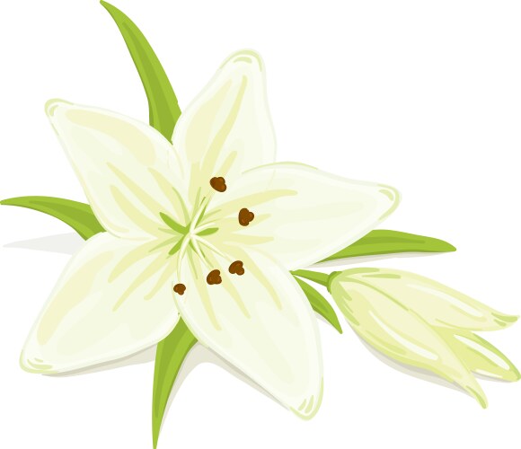 Lily Vector Images (over 48,000)