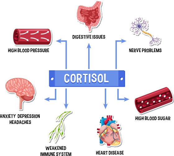 Stress cortisol system scheme Royalty Free Vector Image