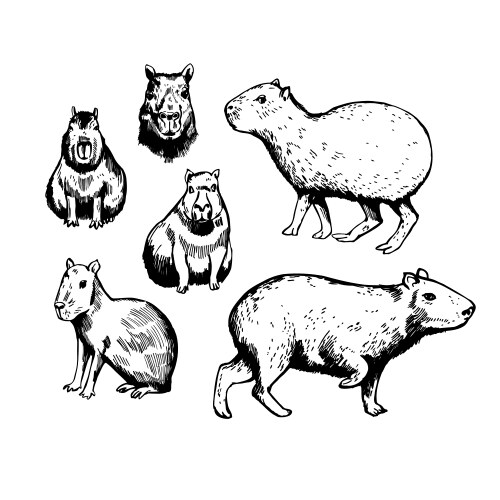 Capybara Vector Images (over 2,200)