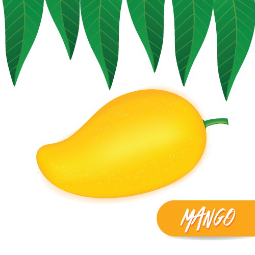 Mango fresh fruit graphic Royalty Free Vector Image