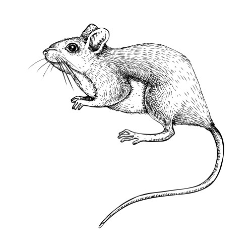 Mouse Sketch Vector Images (over 6,400)