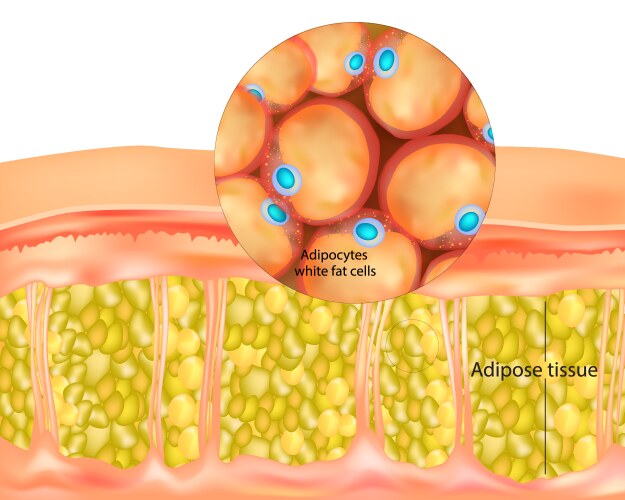 Adipose tissue adipocytes white fat cells Vector Image