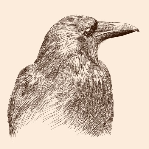 Engraving drawing of big crow Royalty Free Vector Image