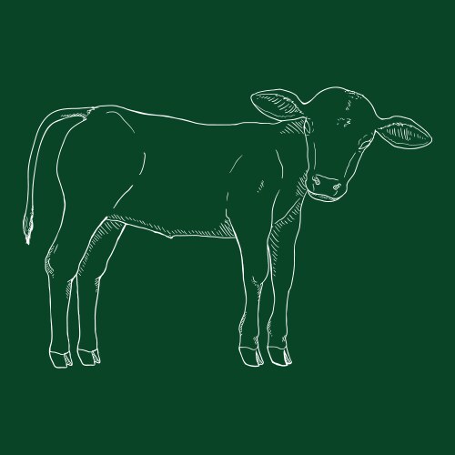 Calf Vector Images (over 19,000)