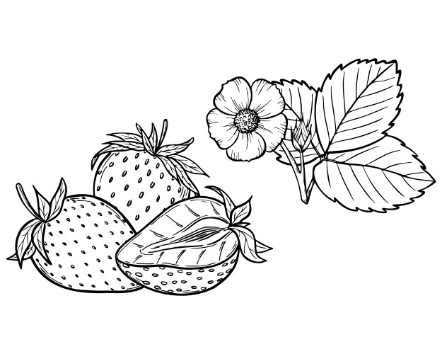 Strawberry plant leaves line art Royalty Free Vector Image