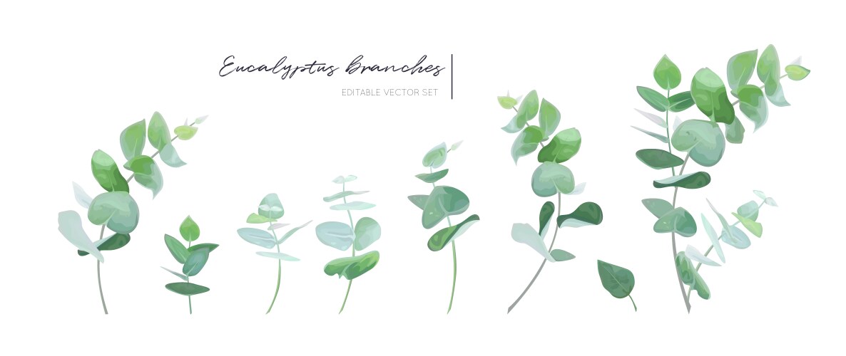 Watercolor set with green eucalyptus leaves Vector Image
