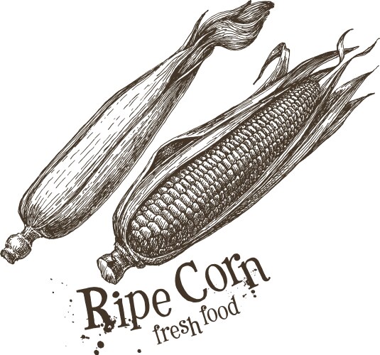 Corn Outline Vector Images (over 20,000)
