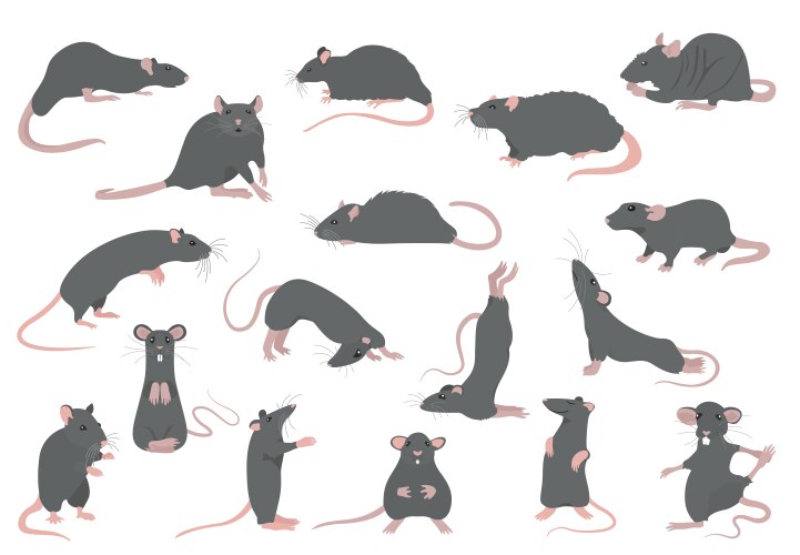 Rat Vector Images (over 32,000)