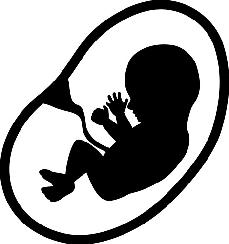 Fetus icon isolated on white background Royalty Free Vector