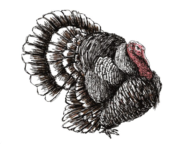 Turkey Vector Images (over 85,000)