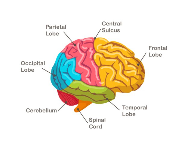 Brain anatomy color scheme Royalty Free Vector Image