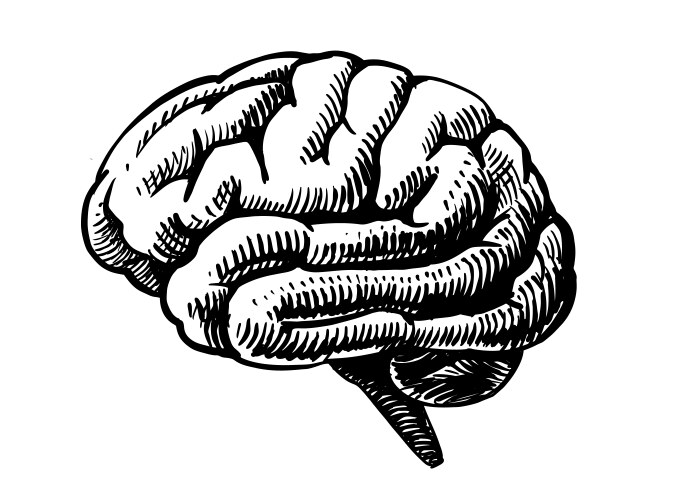 Human brain sketch style Royalty Free Vector Image