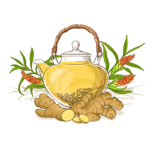 Ginger tea Royalty Free Vector Image - VectorStock