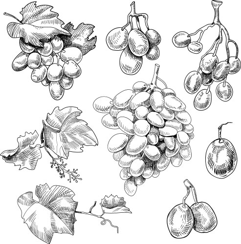 Wine Grapes Sketch Vector Images (over 5,400)