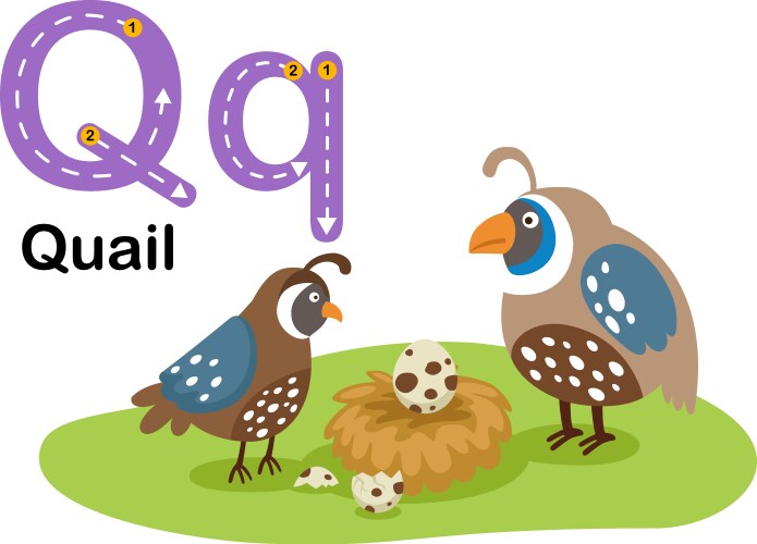 Alphabet letter q - quail with cartoon vocabulary Vector Image