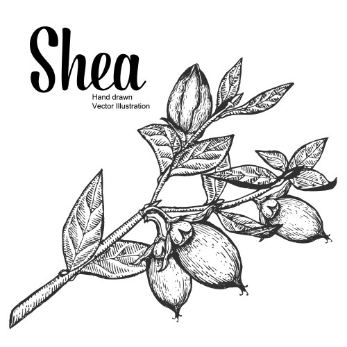 Shea Butter Drawing Royalty Free Vector Image - VectorStock