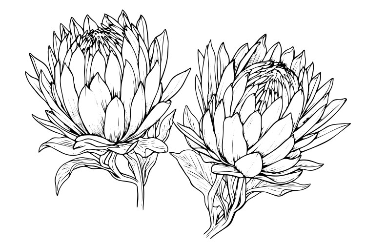 Elegant protea flower hand drawn ink sketch Vector Image