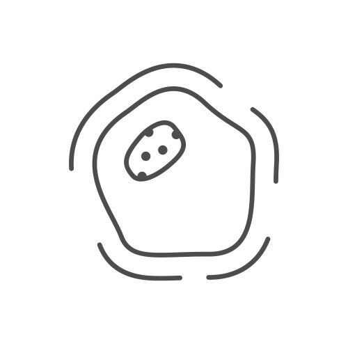 Basal ganglia anatomy Royalty Free Vector Image