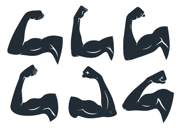 Muscles Vector Images (over 140,000)