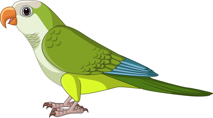 Cartoon blue budgie parakeet on white background Vector Image