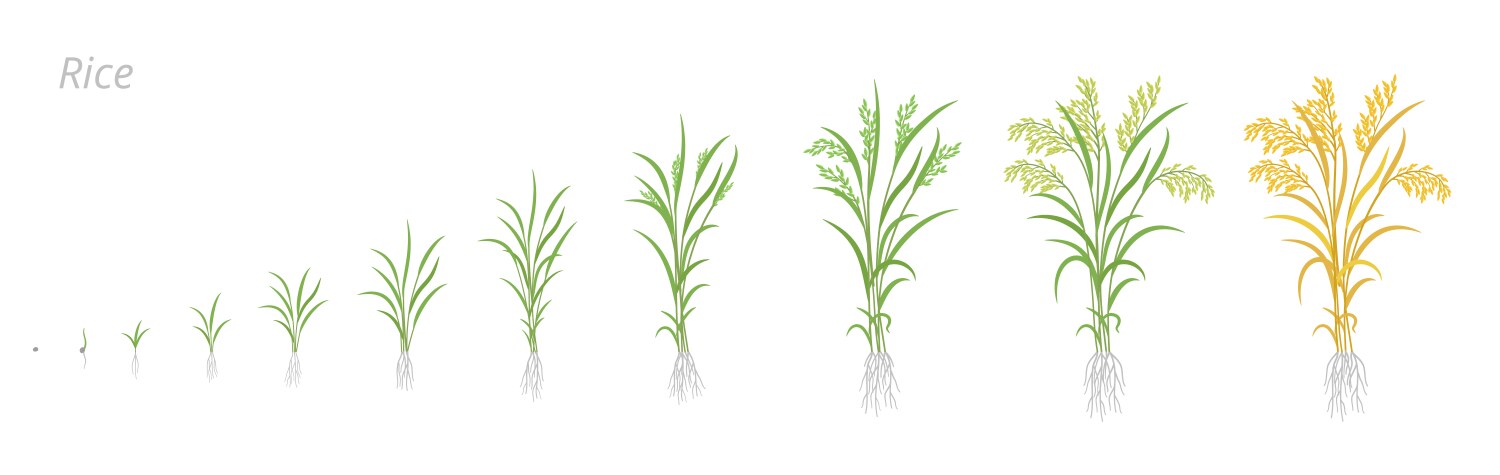 Rice plant Royalty Free Vector Image - VectorStock