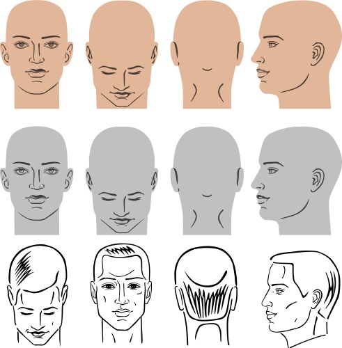 Man head divisions scheme Royalty Free Vector Image