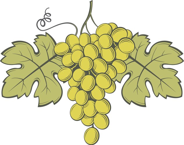 Fresh grapes cartoon Royalty Free Vector Image
