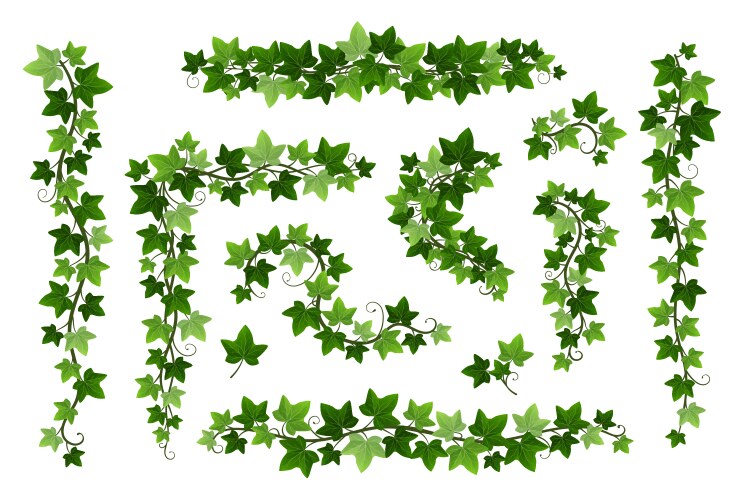Border Ivy Vector Images (over 1,400)