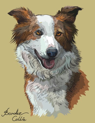 Border Collie Vector Images (over 1,300)