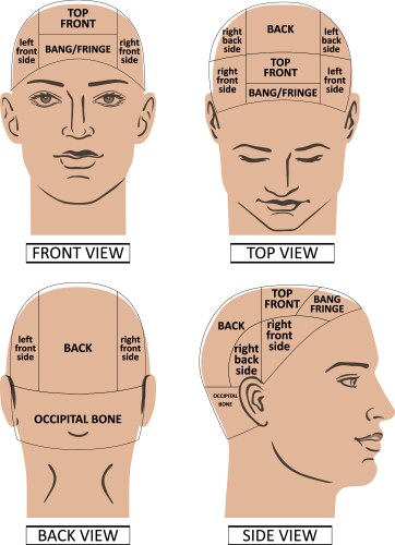 Man head divisions scheme Royalty Free Vector Image