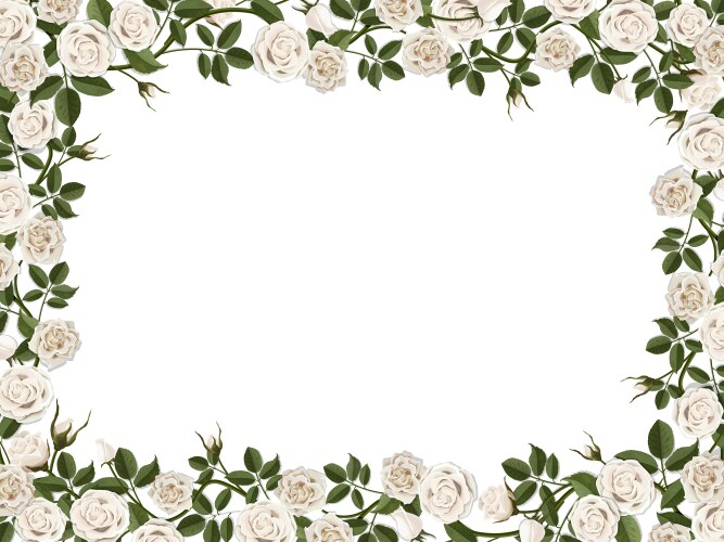 Border of white roses Royalty Free Vector Image