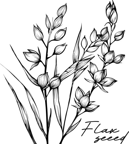 Flax Vector Images (over 4,400)