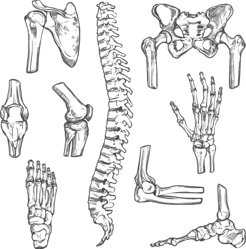 Human Anatomy Bone Vector Images Graphics For Commercial Use