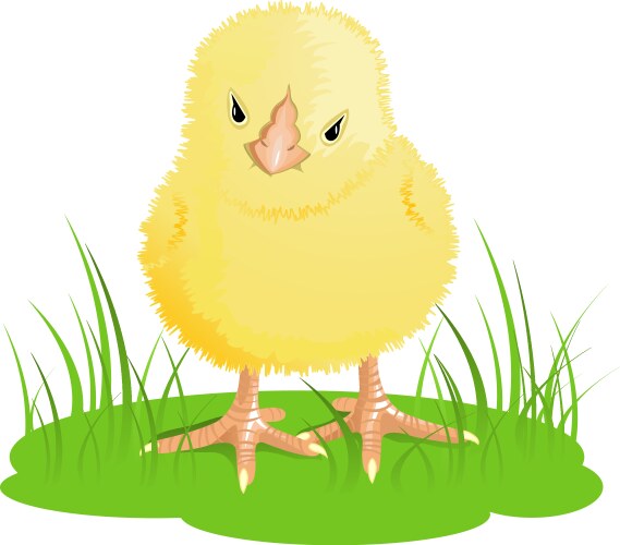 Chicken Figure Vector Images (over 960)