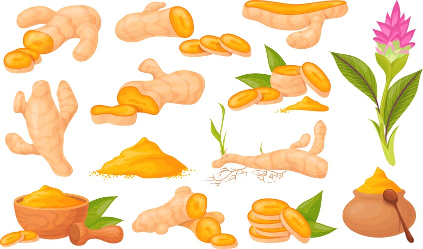 Turmeric Vector Images (over 3,100)