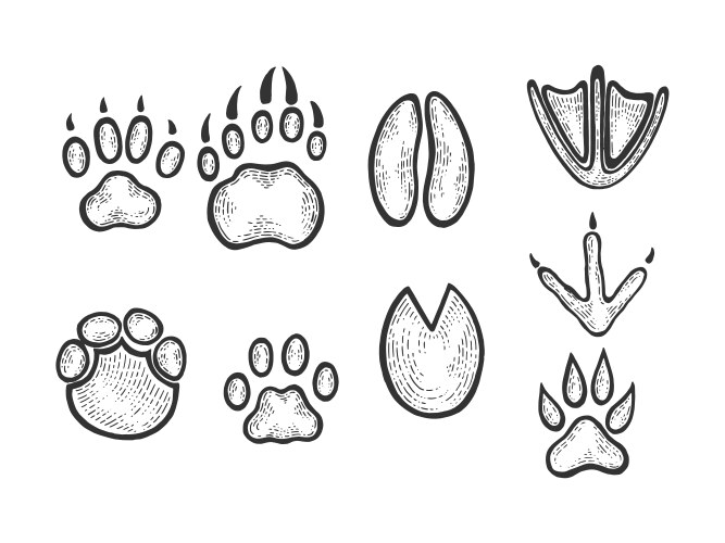 Animal Tracks Vector Images (over 25,000)