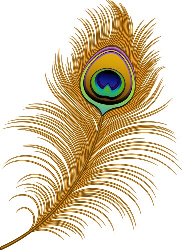 Peacock feather Royalty Free Vector Image - VectorStock