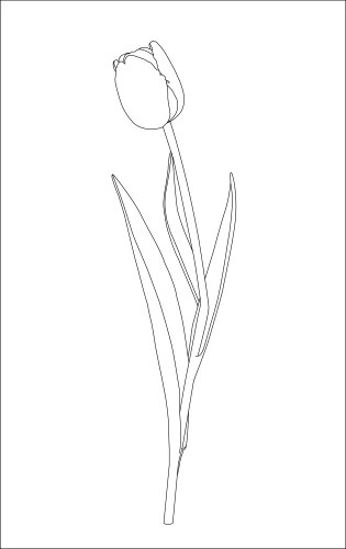 Tulip Line Drawing Vector Images (over 8,300)