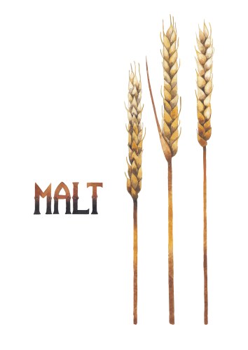 Watercolor hop and malt Royalty Free Vector Image